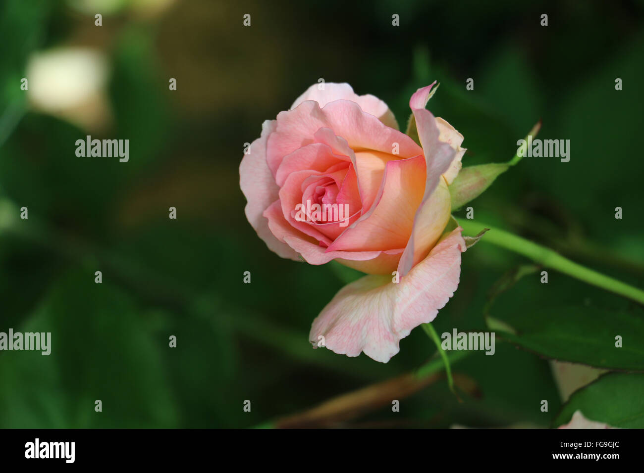 Unfolding pink rose flower bud in an English garden in summer Stock ...