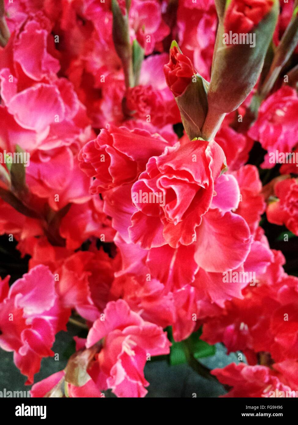 Gladiolus flowers hi-res stock photography and images - Alamy