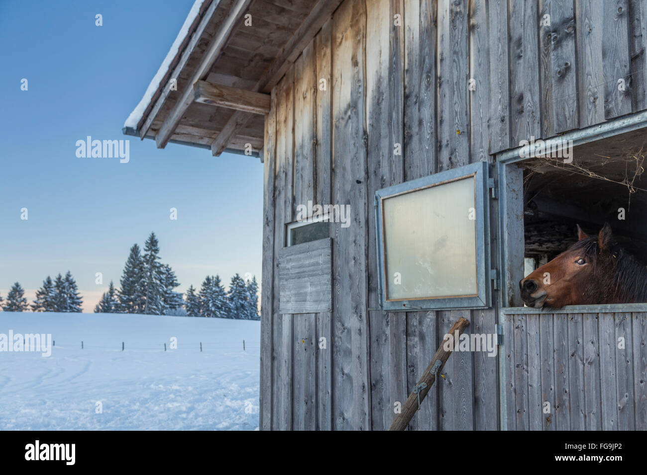 geography / travel, Germany, Bavaria, Schwangau, stable on the ...