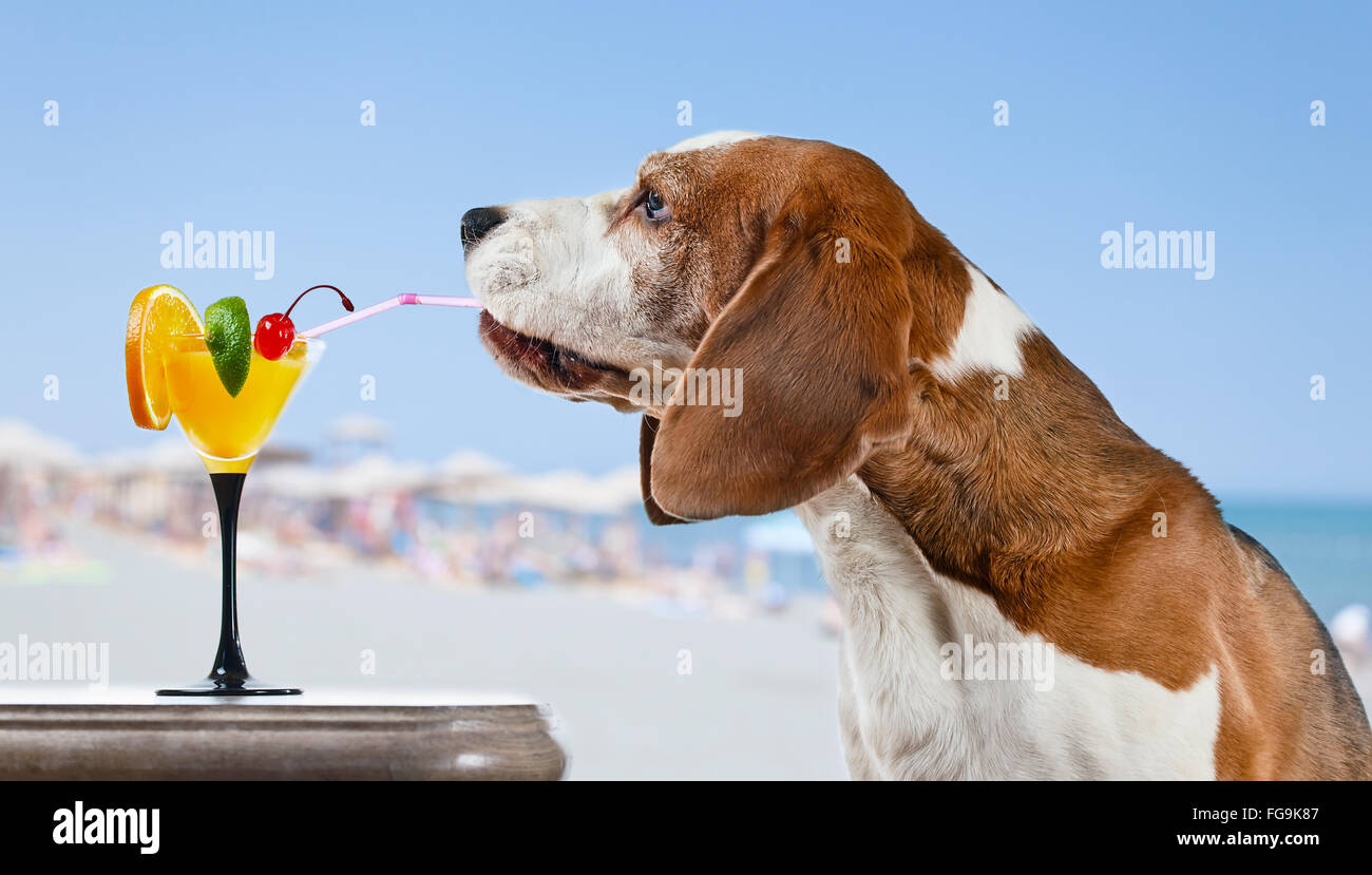 dog drinks cocktail in bar on a beach Stock Photo - Alamy