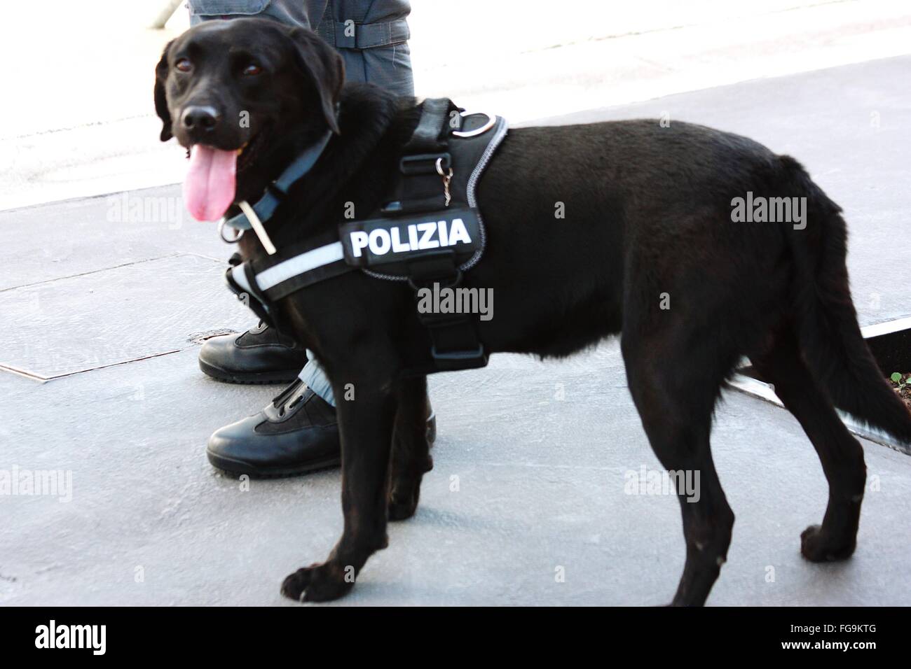 Trained Police Dog High Resolution Stock Photography and Images - Alamy