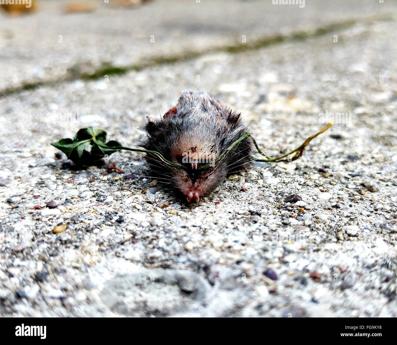 Dead vole hi-res stock photography and images - Alamy