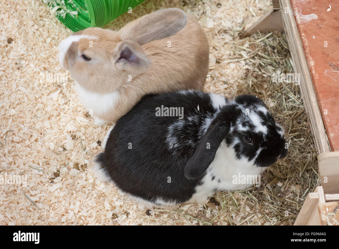 Healthy Rabbits living in a good environment Stock Photo - Alamy