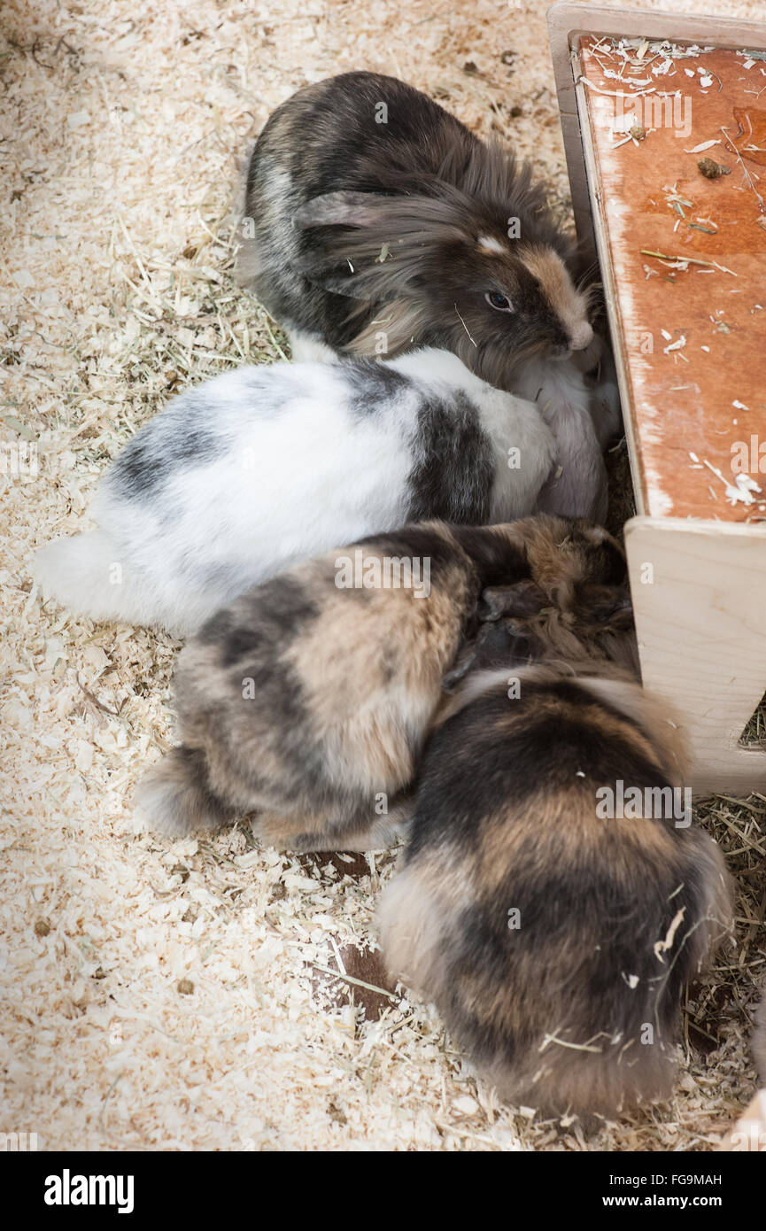 Healthy Rabbits living in a good environment Stock Photo - Alamy