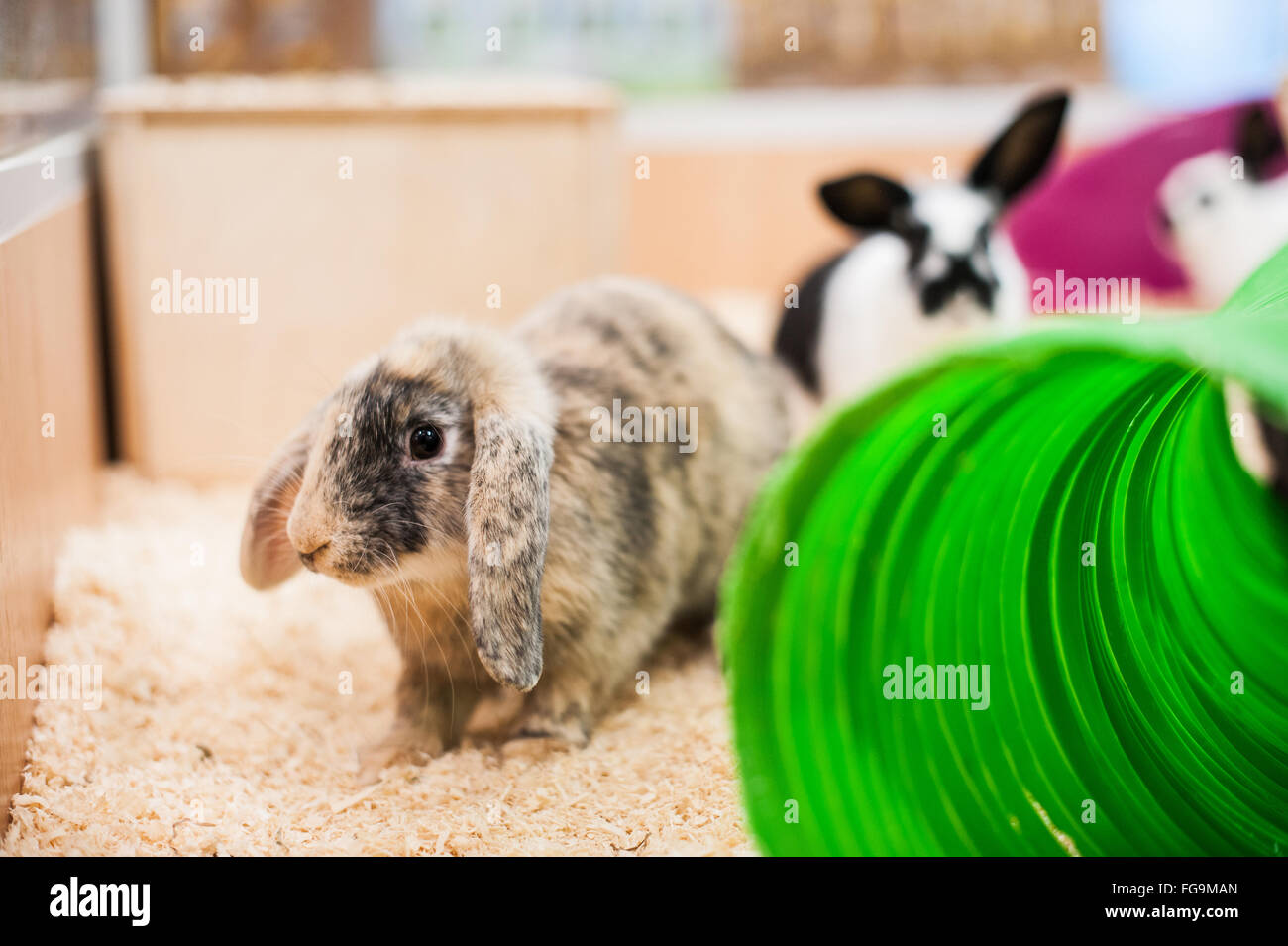Rabbits at play in a good environment Stock Photo - Alamy