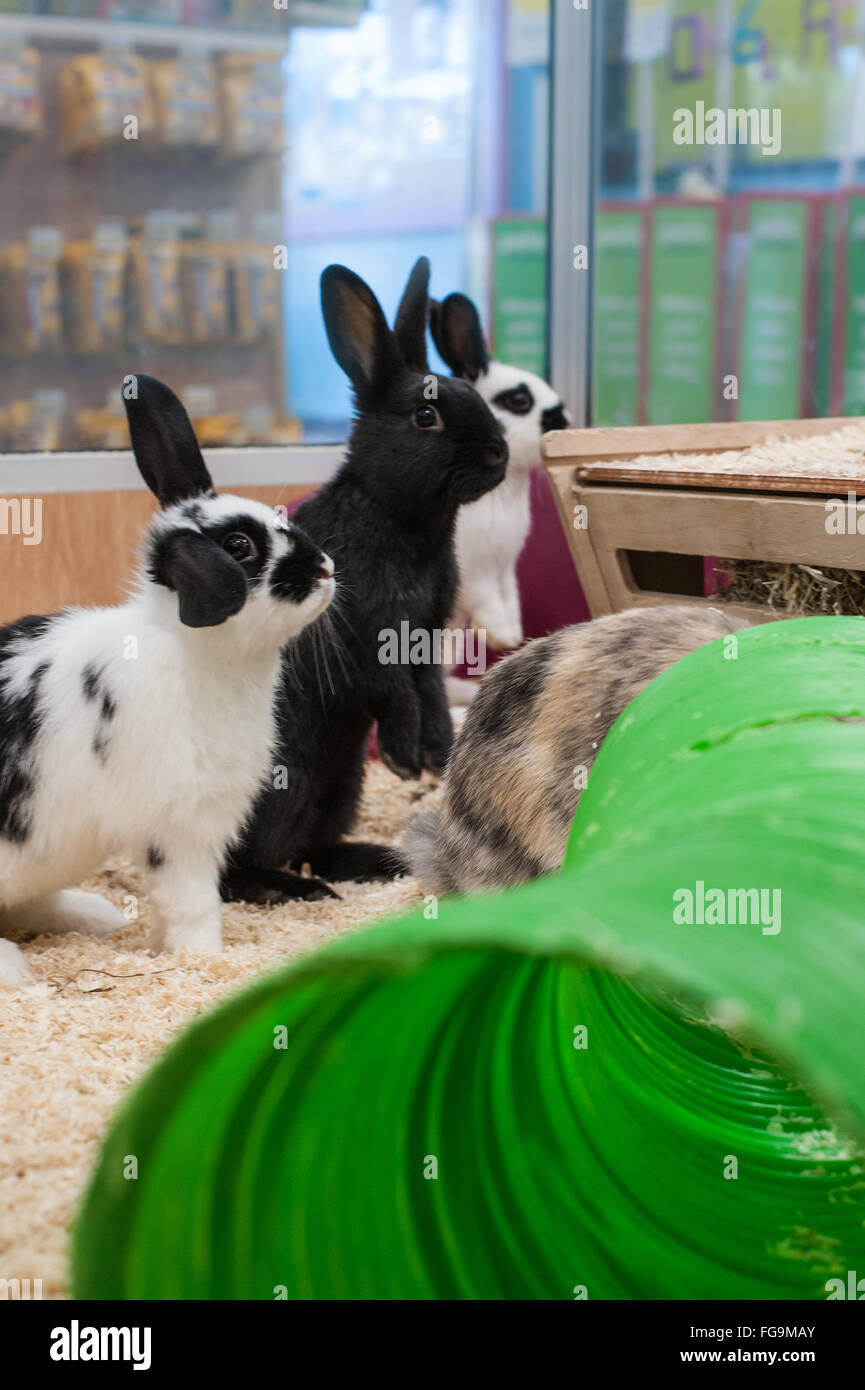 Rabbits at play in a good environment Stock Photo - Alamy