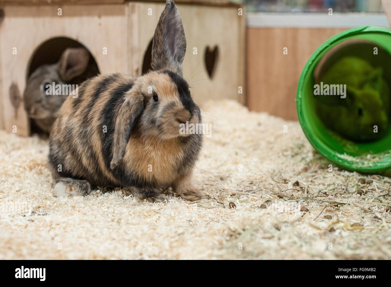 Rabbits at play in a good environment Stock Photo - Alamy