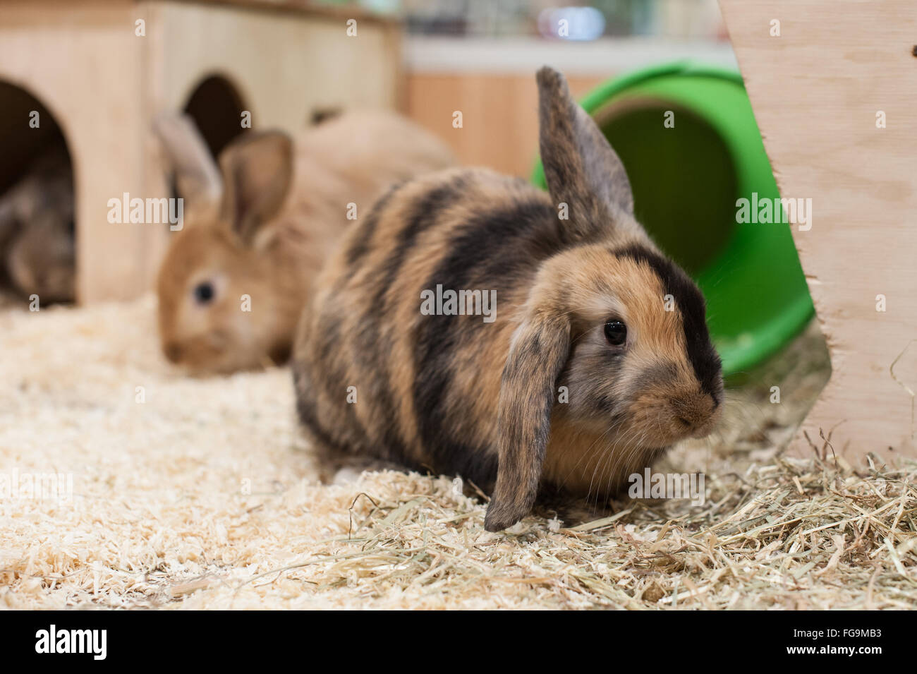 Rabbits at play in a good environment Stock Photo - Alamy