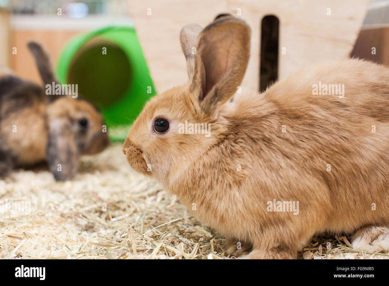 Rabbits at play in a good environment Stock Photo - Alamy