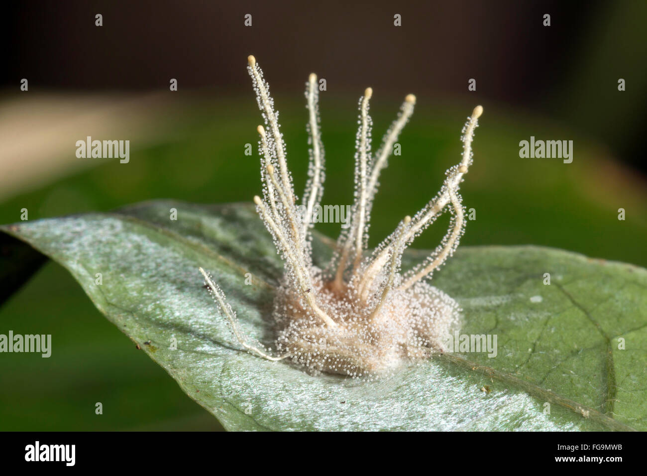Cordyceps fungus moth hi-res stock photography and images - Alamy