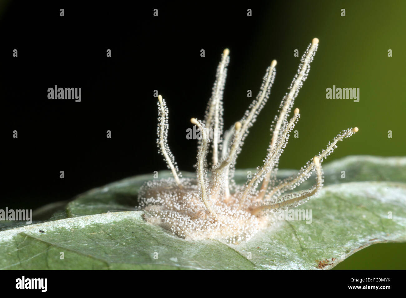 Cordyceps fungus moth hi-res stock photography and images - Alamy