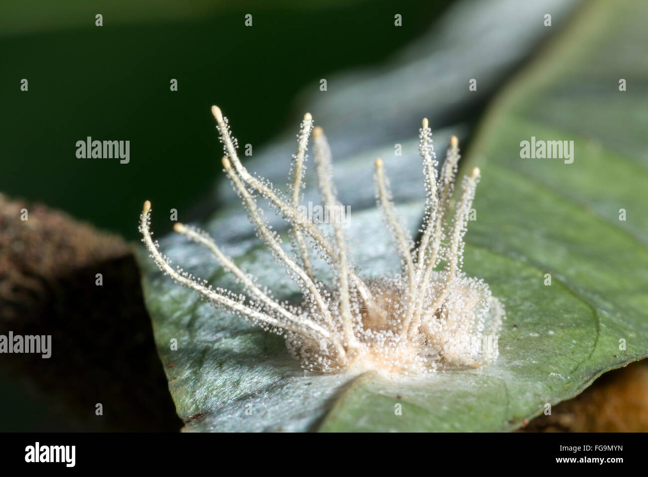 Unidentified Cordyceps fungus infecting a moth in the rainforest ...