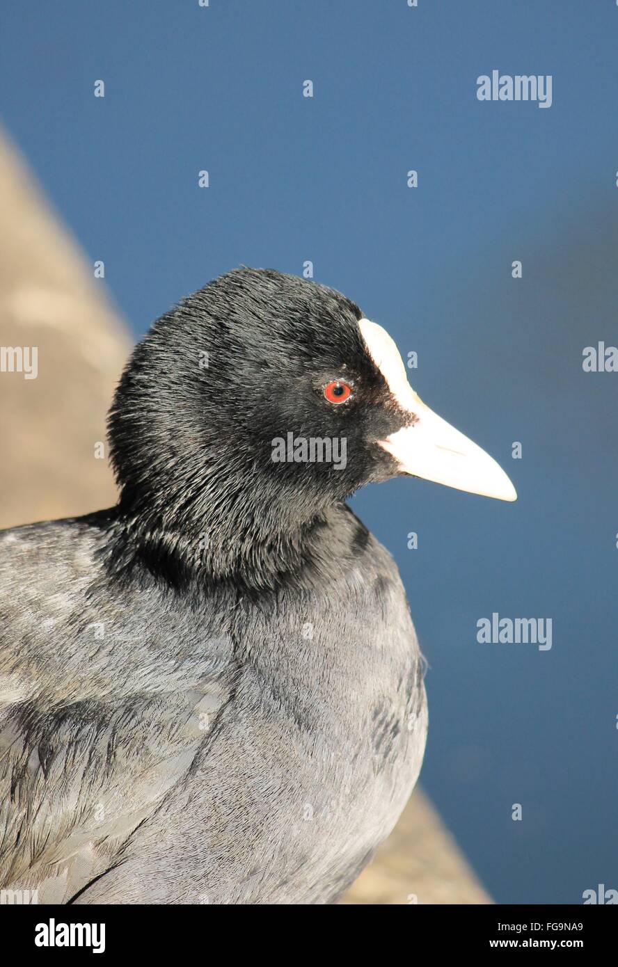 moorhen bird edge water Stock Photo - Alamy