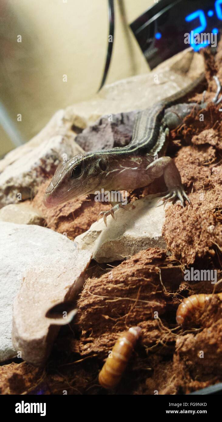 Wildlife people insects hi-res stock photography and images - Alamy