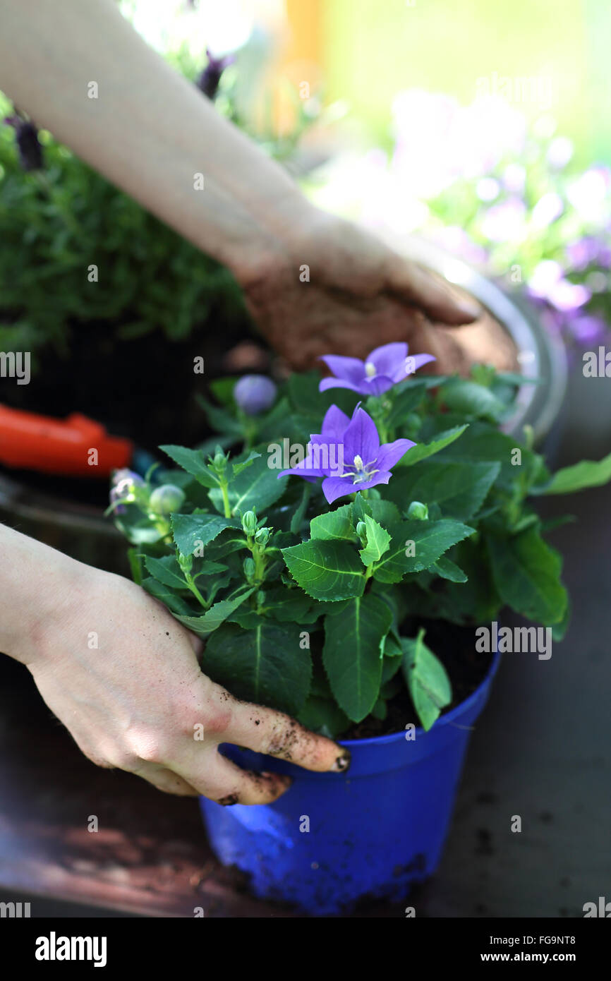 Planting flower garden. Female plants in pot plants forming a beautiful ...