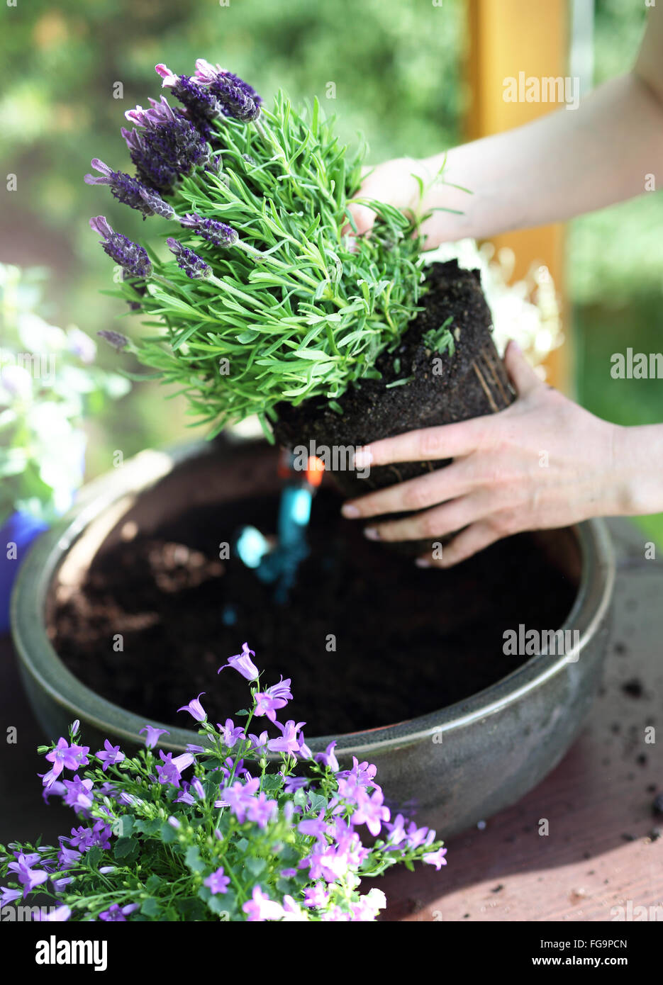 Planting flower garden. Female plants in pot plants forming a beautiful ...