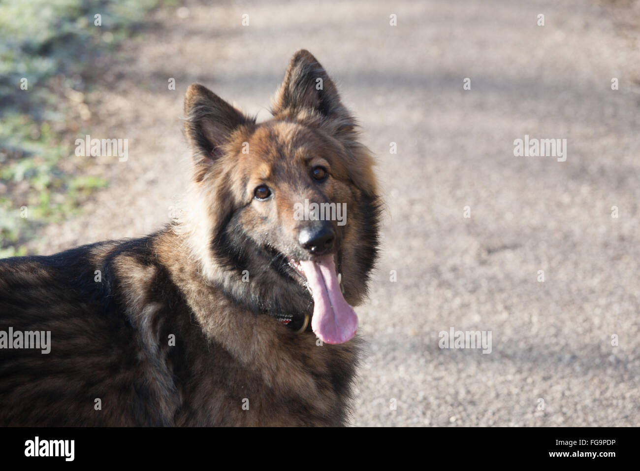 Female German Shepherd Stock Photo - Alamy