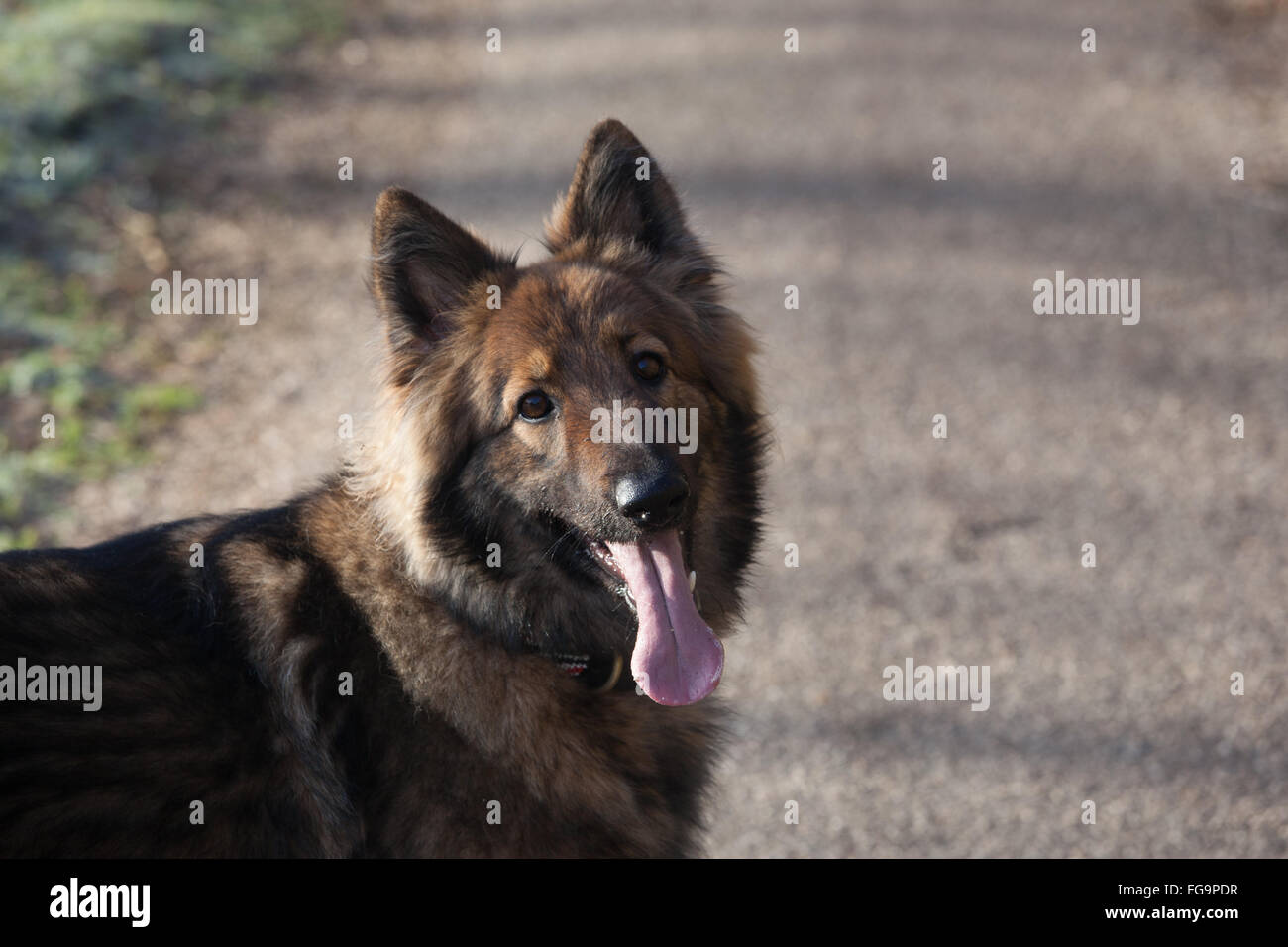 Female German Shepherd Stock Photo - Alamy