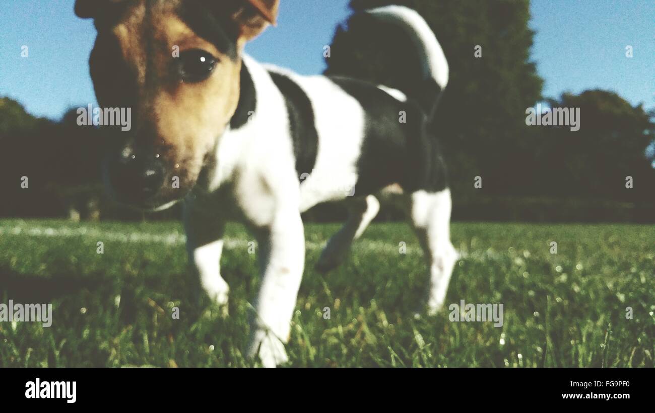 Low angle dog hi-res stock photography and images - Alamy