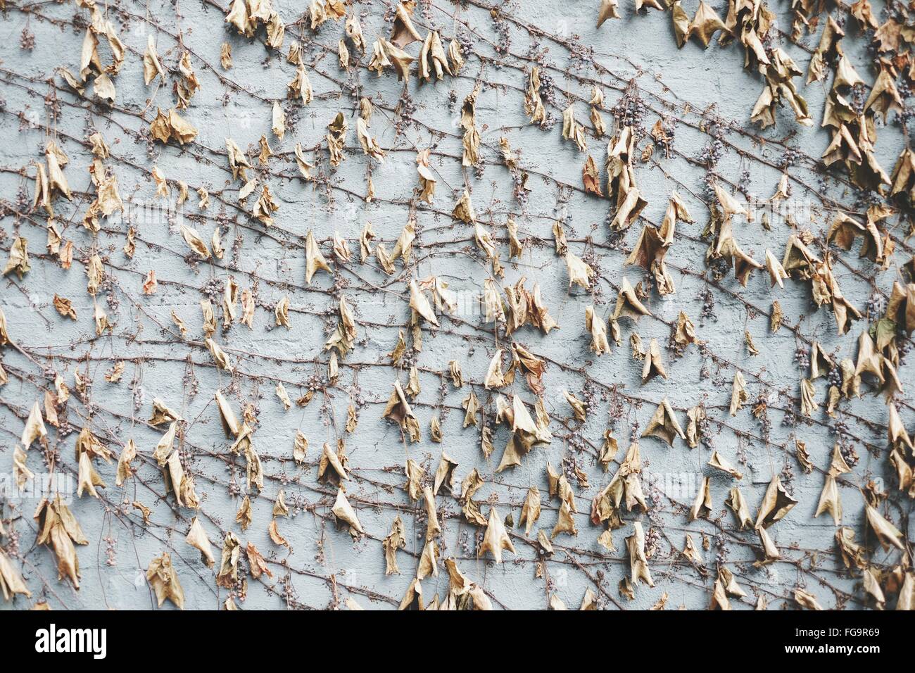 Creepers architecture hi-res stock photography and images - Alamy