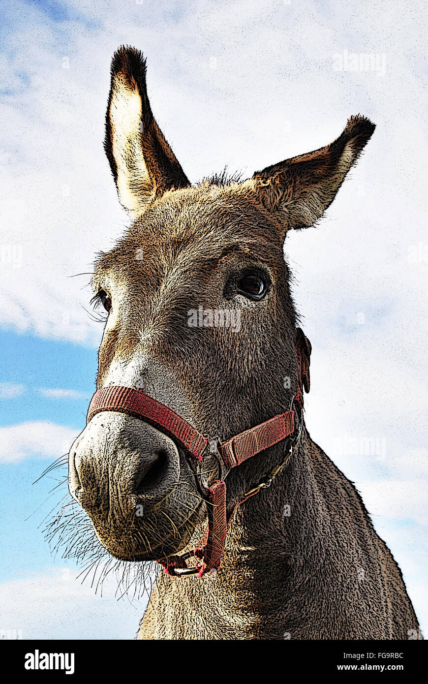 illustration of donkey with red head collar Stock Photo - Alamy