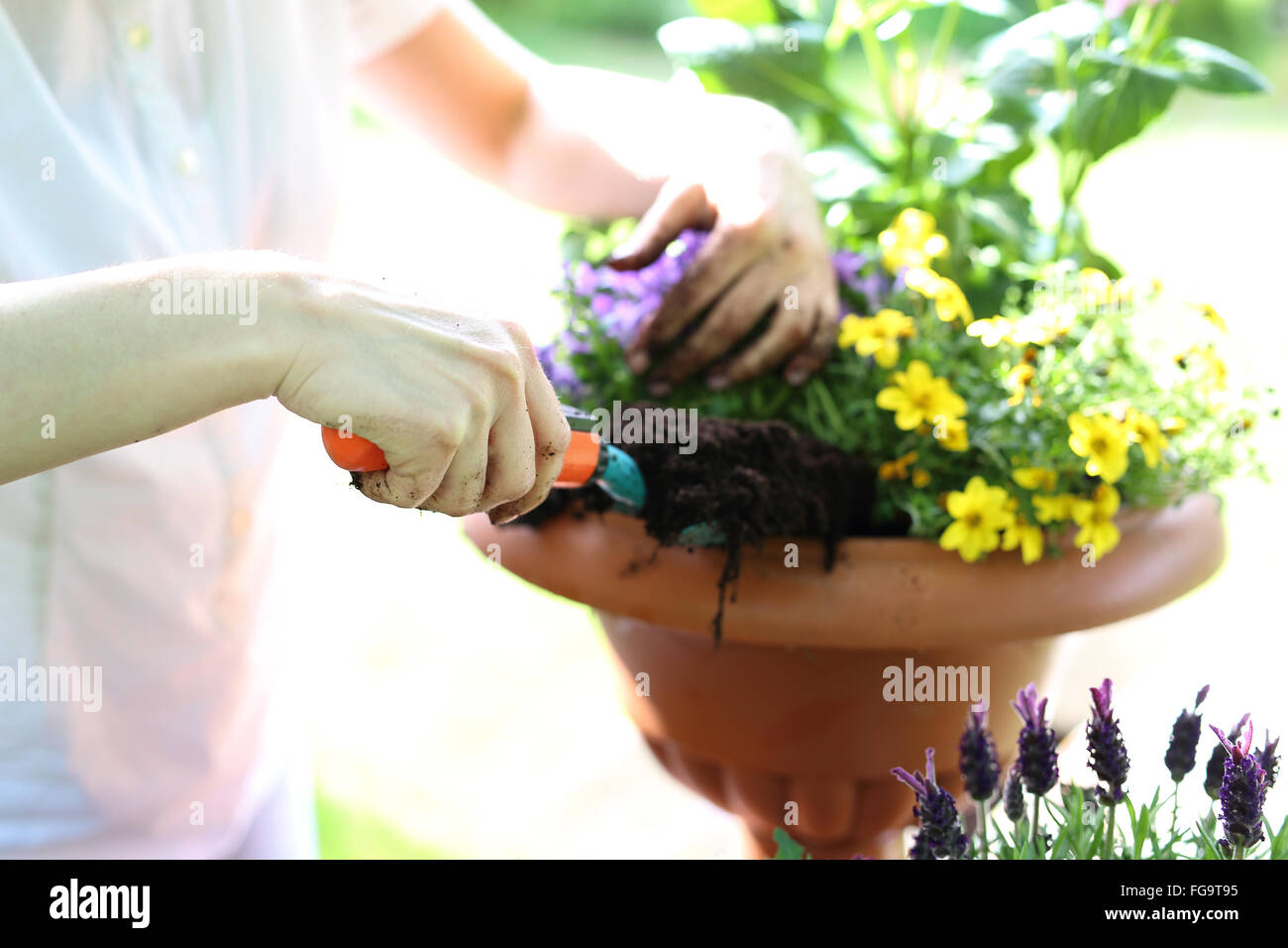 Planting, work in the garden. Female plants in pot plants forming a ...