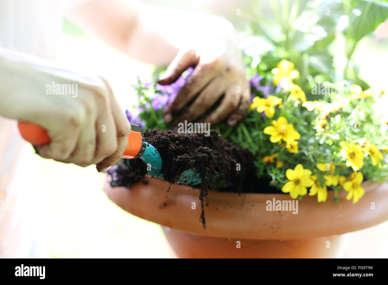 Planting, work in the garden. Female plants in pot plants forming a ...