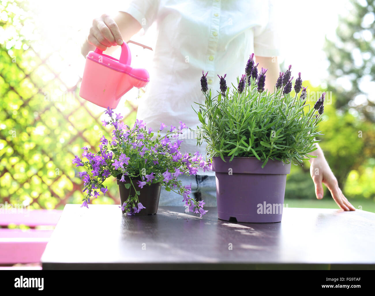 Planting, work in the garden. Female plants in pot plants forming a ...