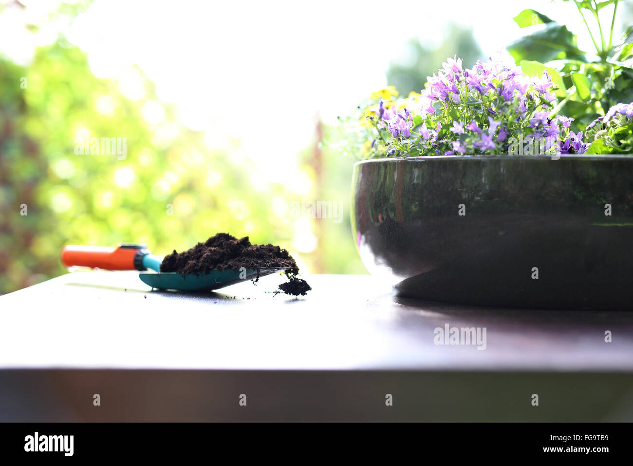 Planting, work in the garden. Female plants in pot plants forming a ...