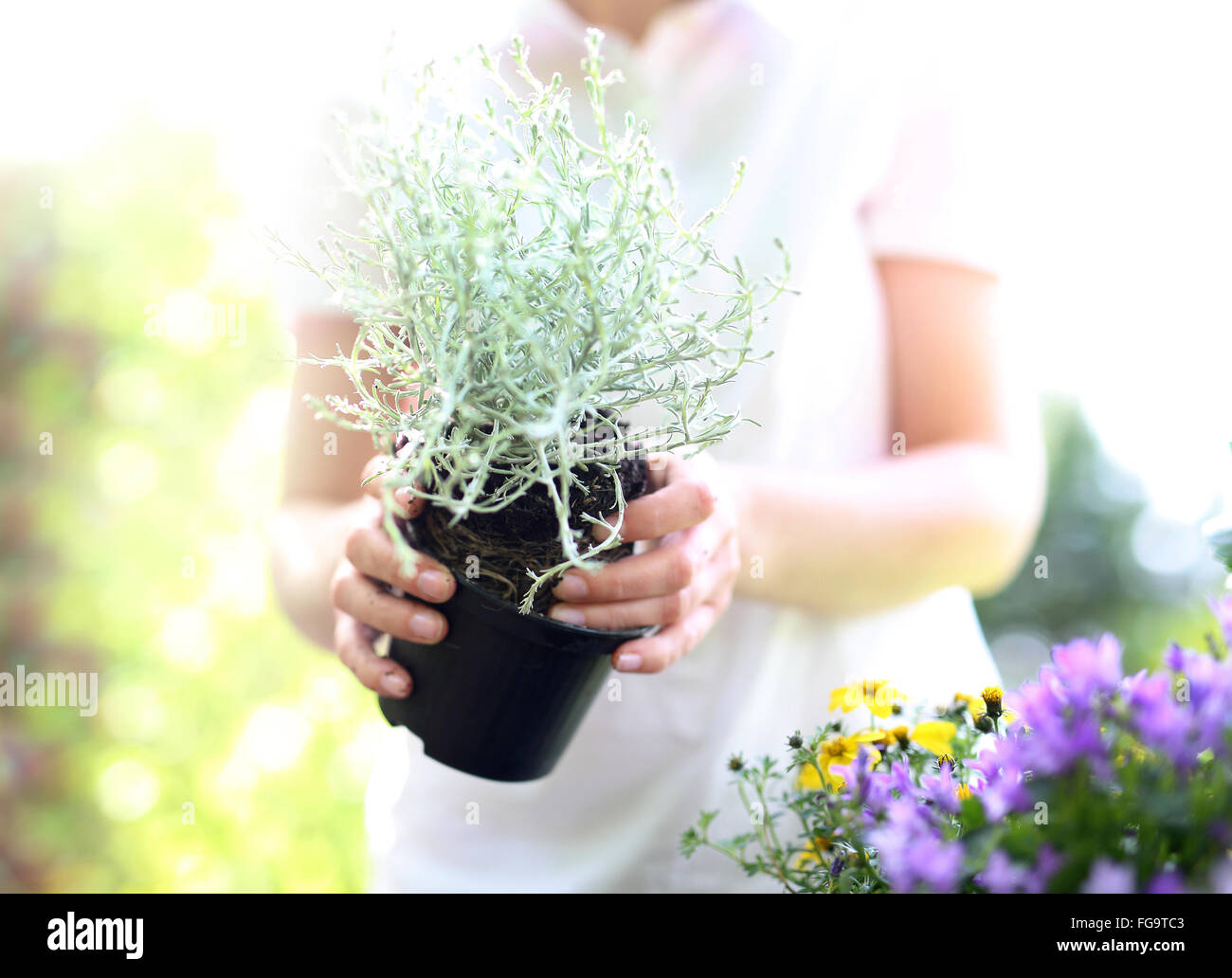 Silver plant, Female plants in pot plants forming a beautiful ...