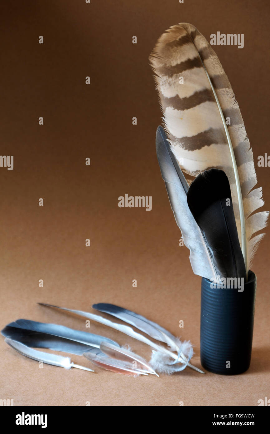 Cooper Hawk and Eastern Mockingbird feathers in a jar. The hawk had ...