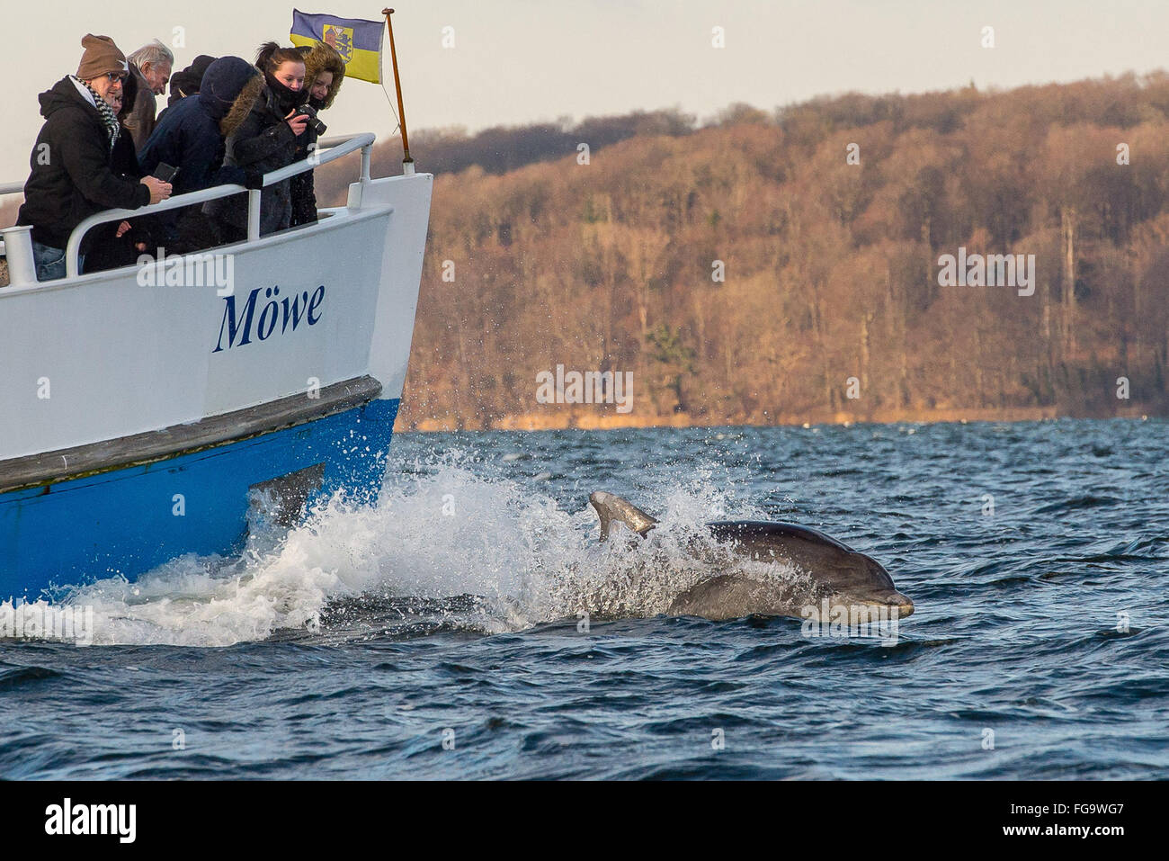 Flensburg, Germany. 18th Feb, 2016. A dolphin jumping out of the water ...