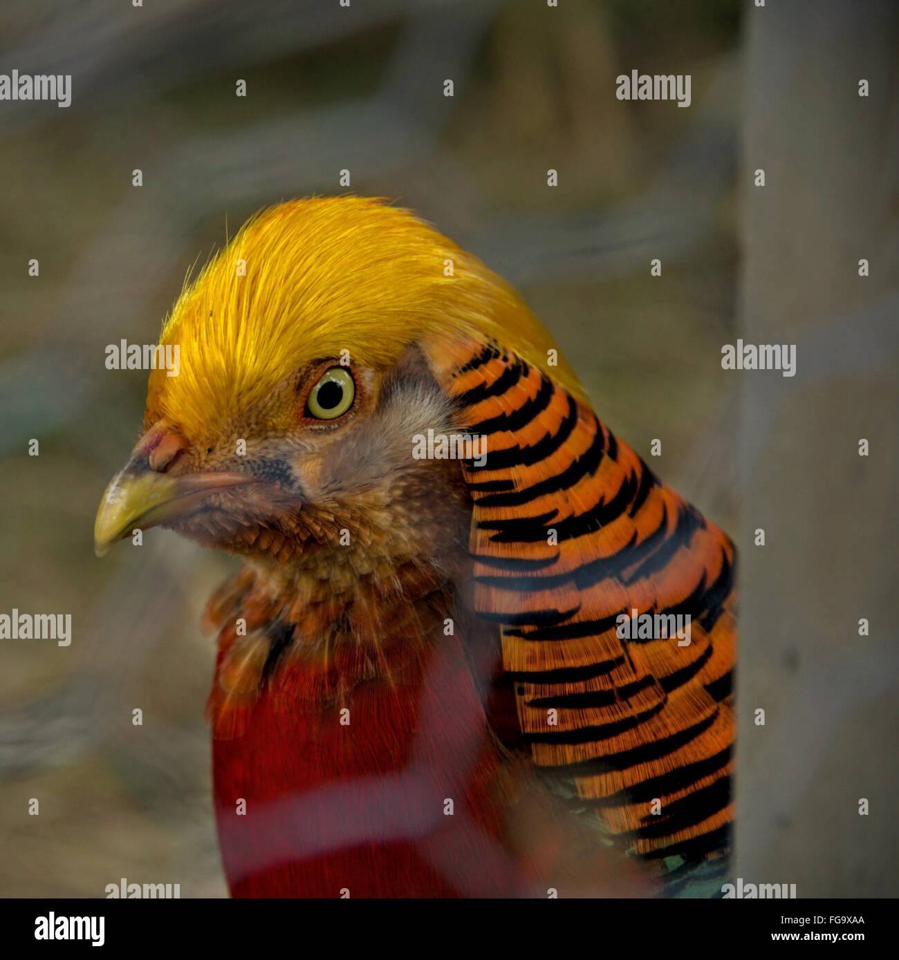 Golden Pheasant High Resolution Stock Photography and Images - Alamy