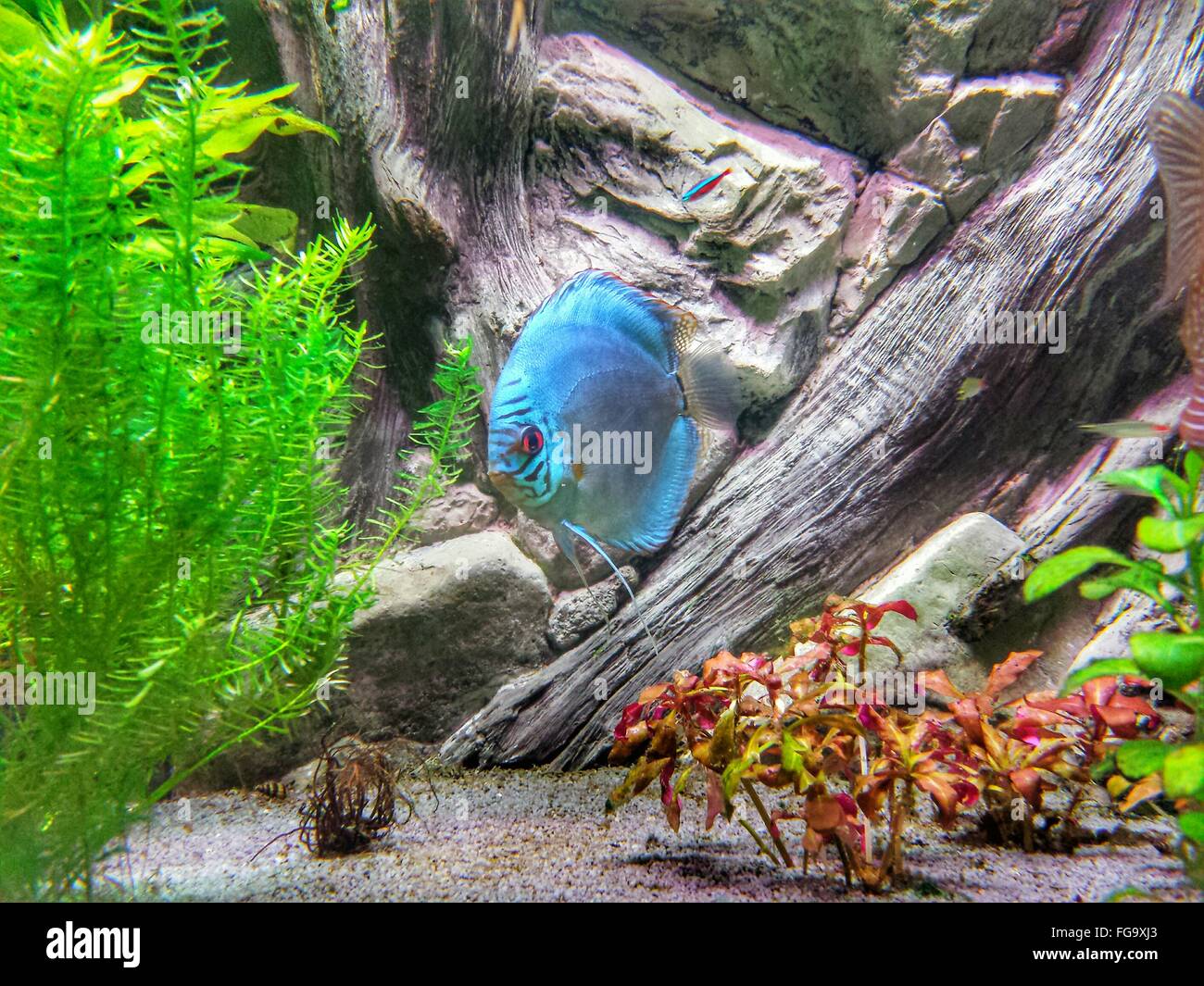 See through fish hi-res stock photography and images - Alamy