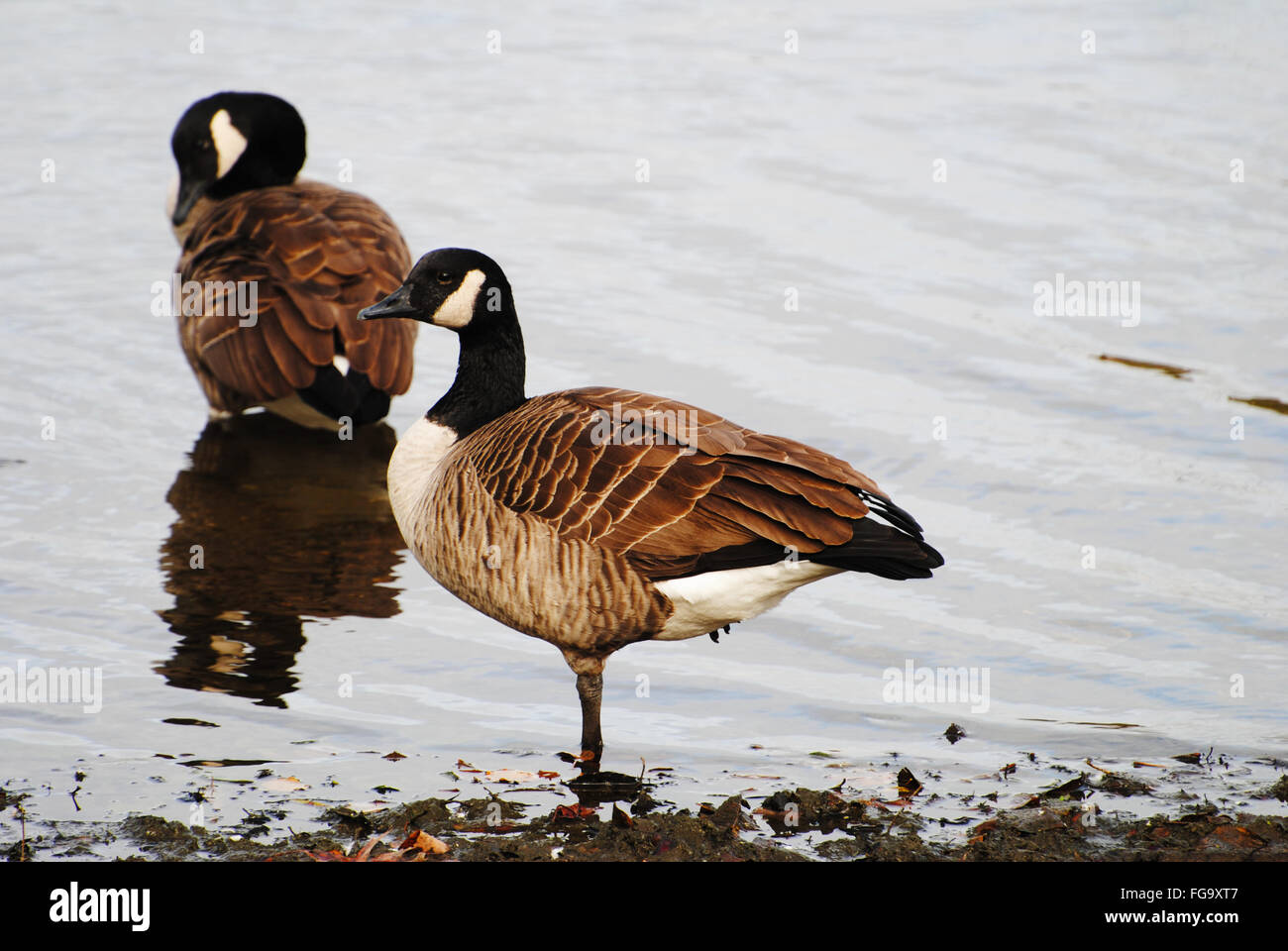 Shore line shore bird hi-res stock photography and images - Alamy