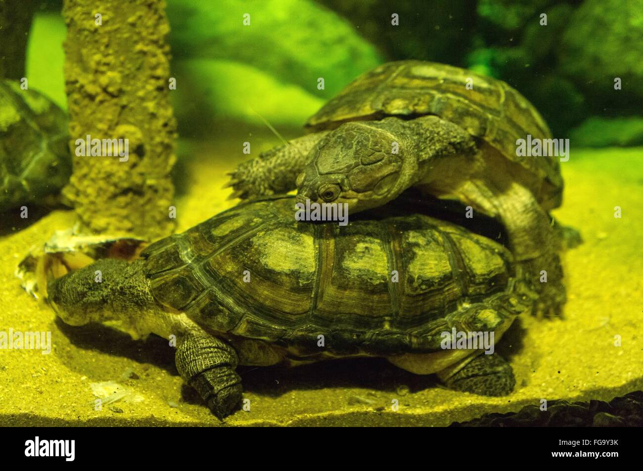 Mating tortoise hi-res stock photography and images - Alamy