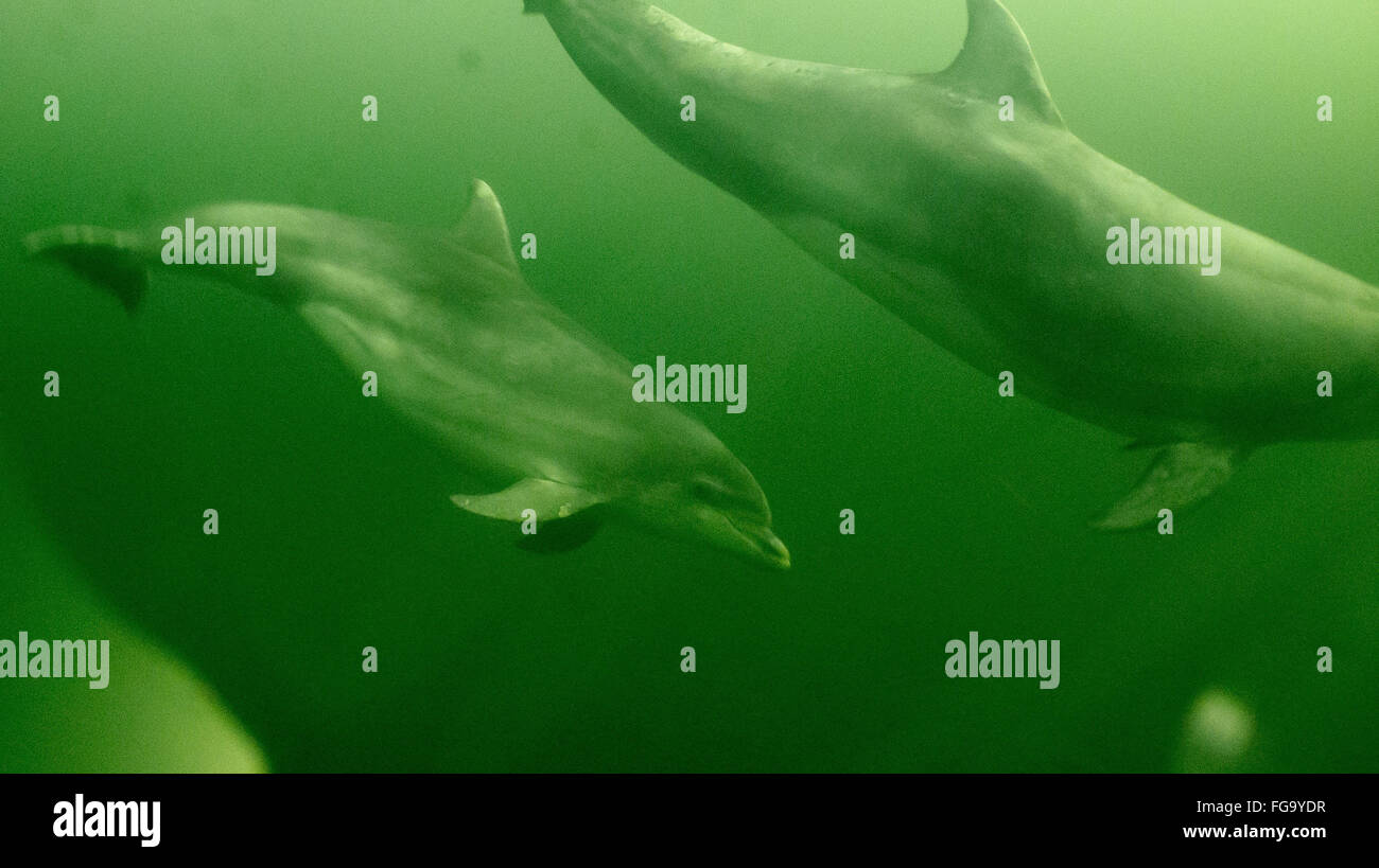 Flensburg, Germany. 18th Feb, 2016. Two dolphins swimming in the fjord ...