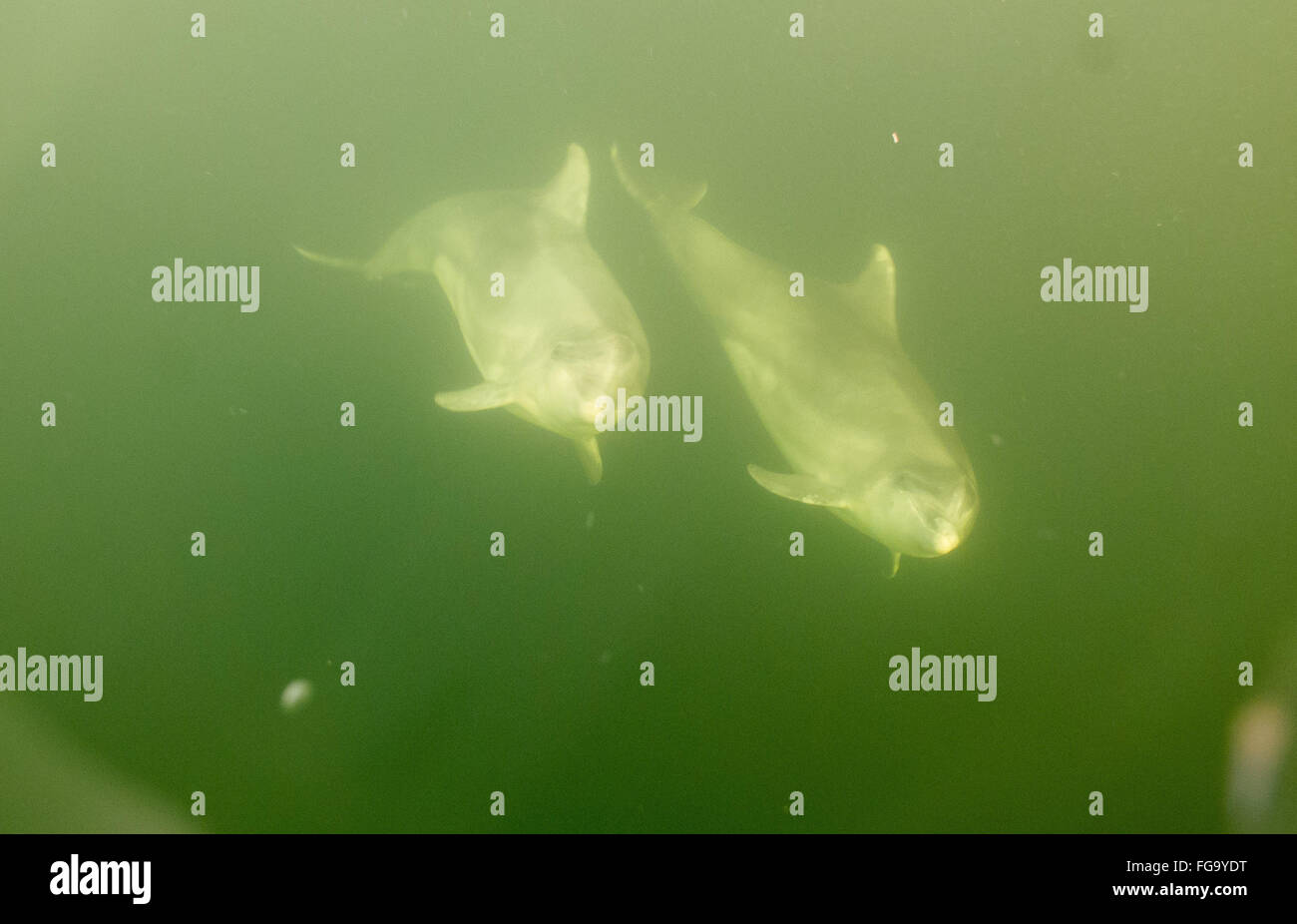 Flensburg, Germany. 18th Feb, 2016. Two dolphins swimming in the fjord ...
