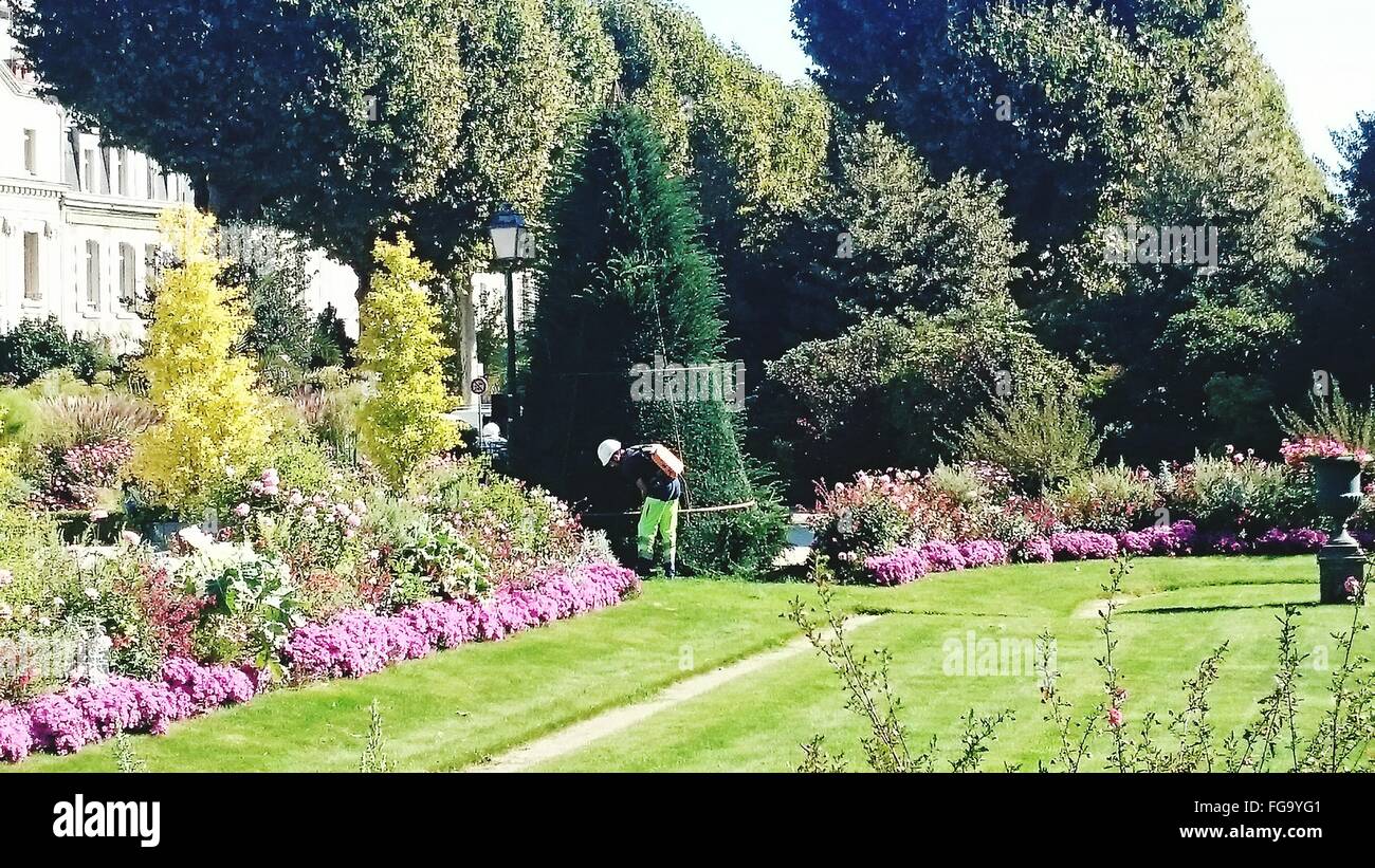 Working on tree hi-res stock photography and images - Alamy