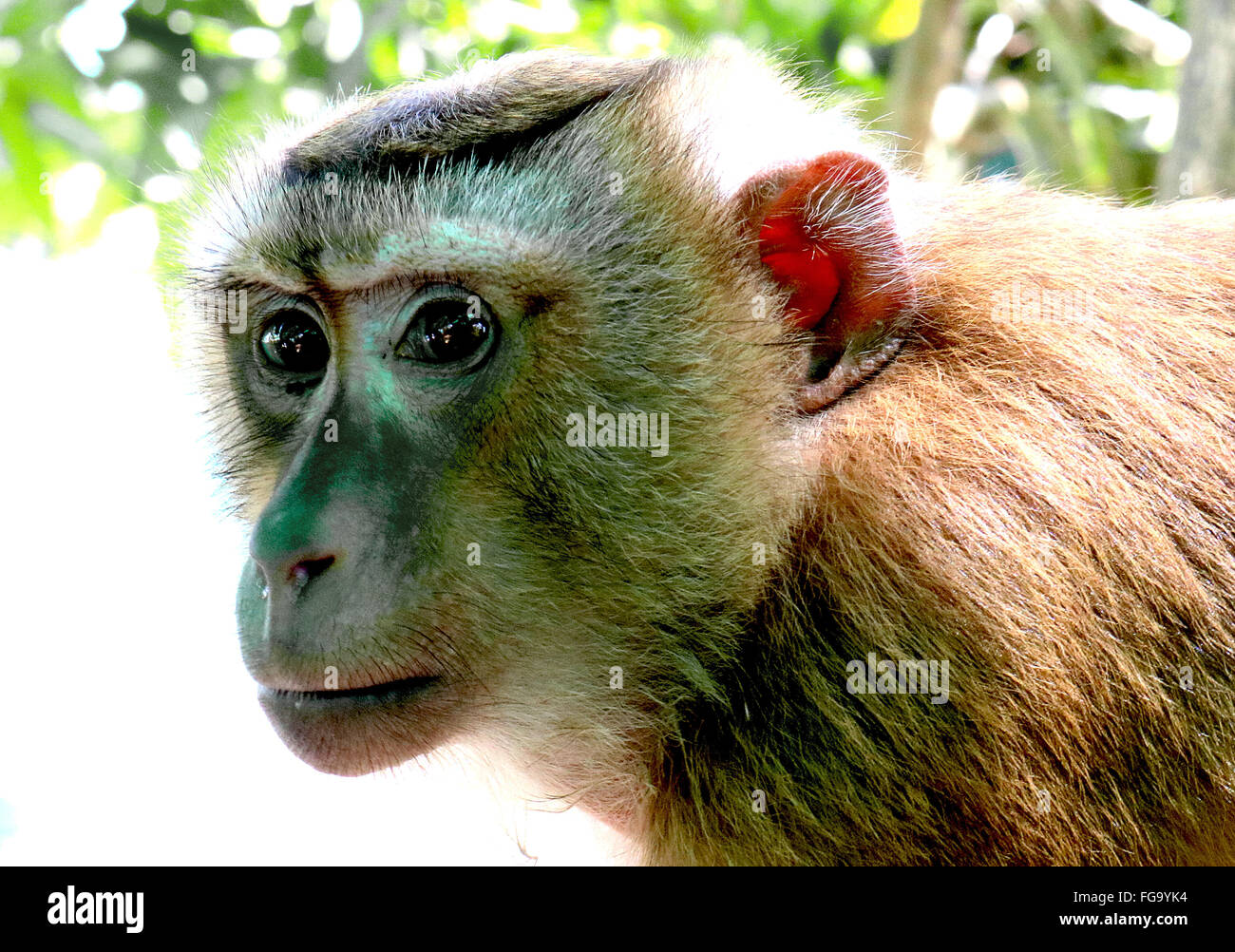 Thailand Phuket Chalong Wild monkeys at the Big Buddha Adrian Baker ...