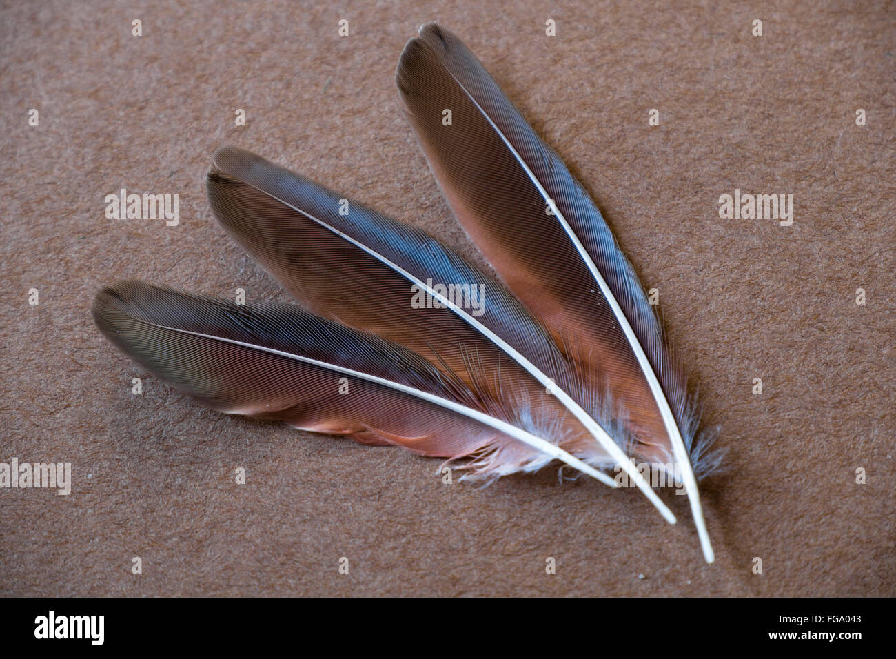 Cooper Hawk Feather Identification