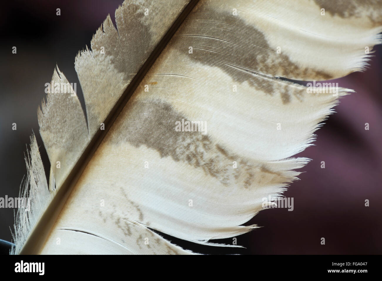 Coopers Hawk Feather