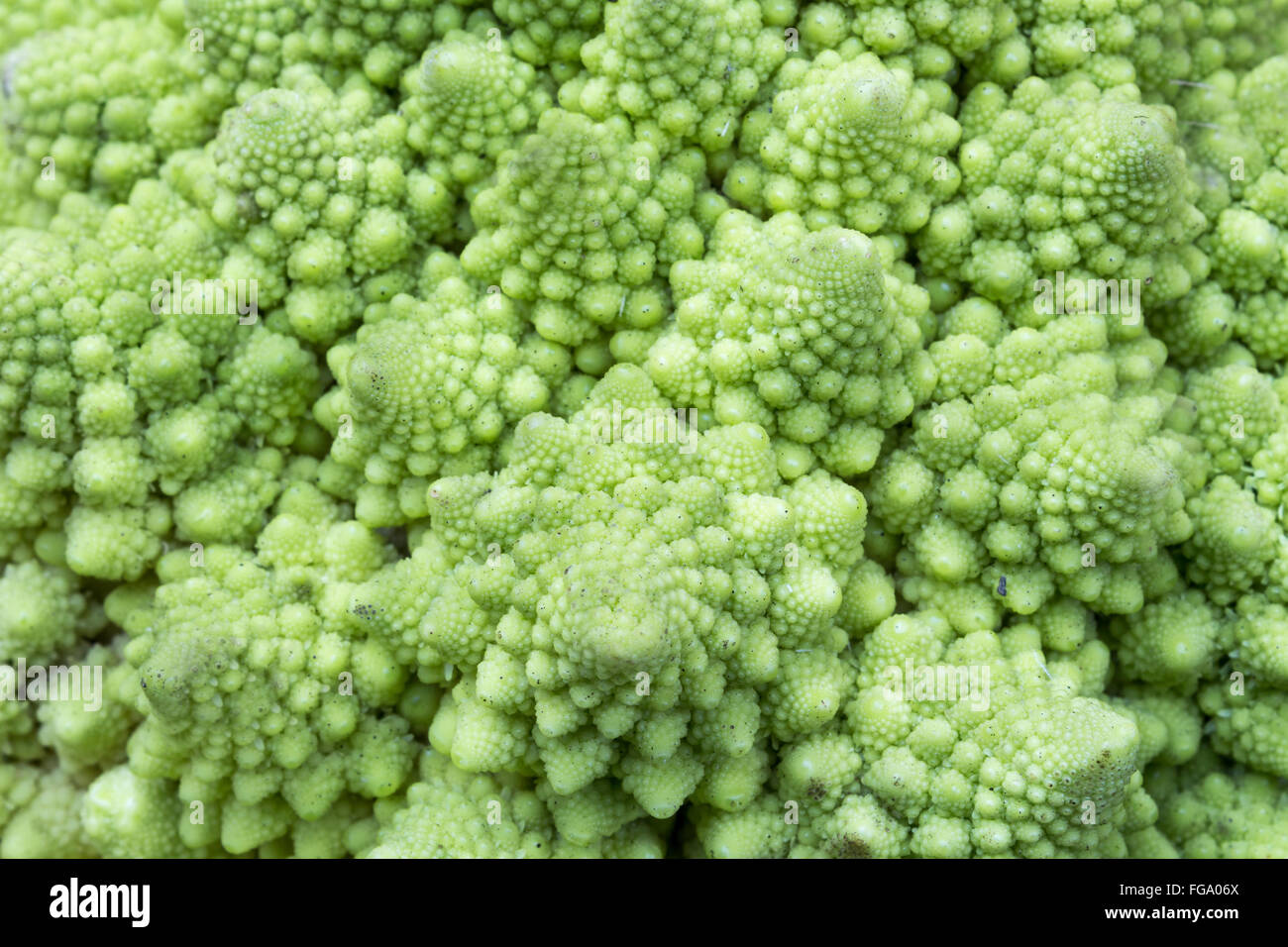 Roman green cabbage fractal detail hi-res stock photography and images ...