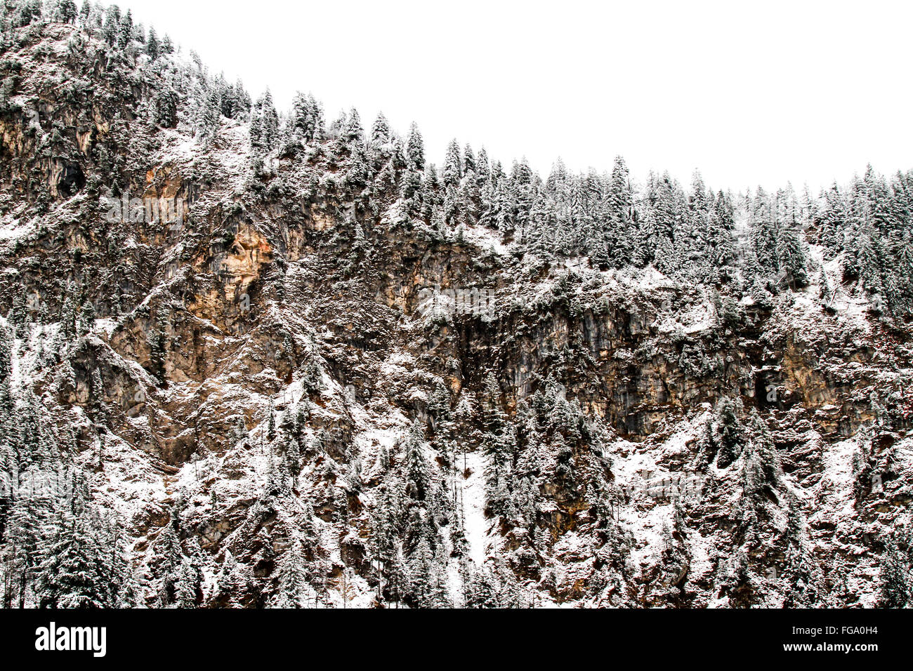 Snow Covered Trees On Mountain Stock Photo - Alamy