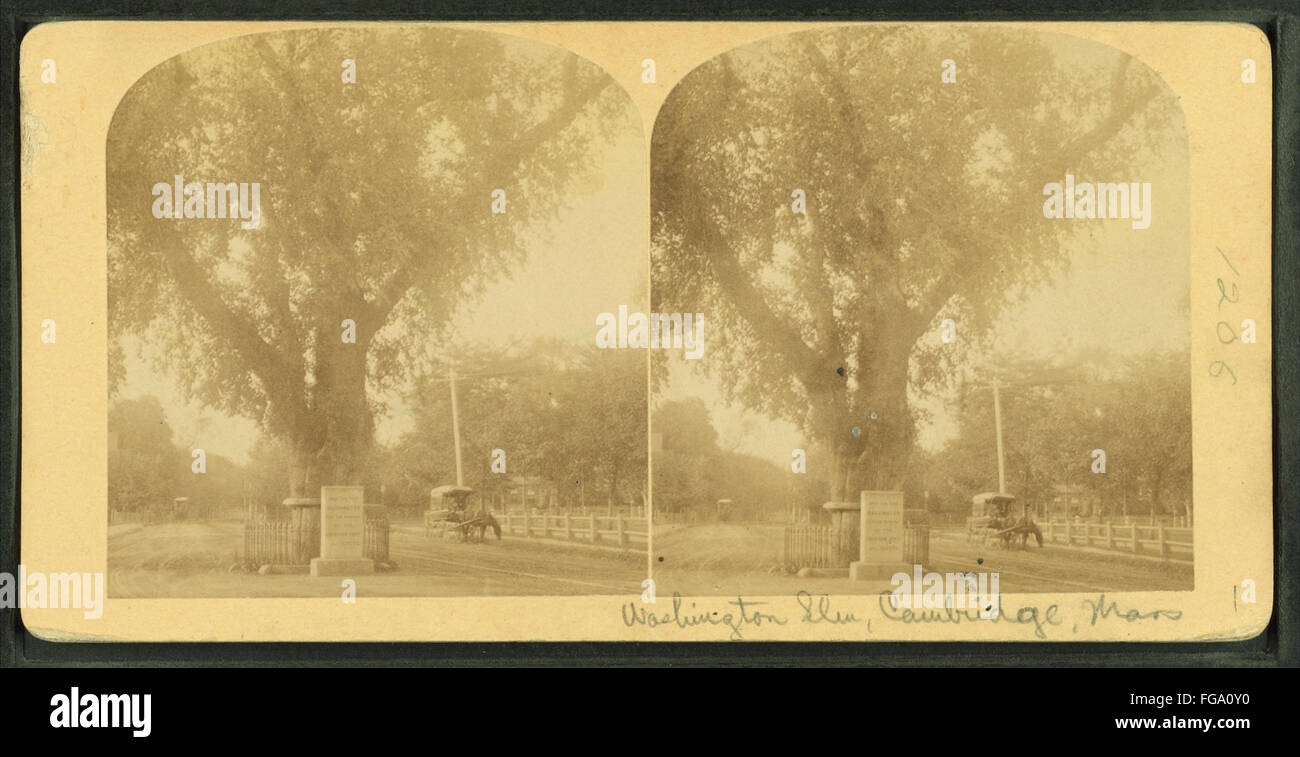 A vintage photograph of the Washington Elm in Cambridge, Massachusetts ...