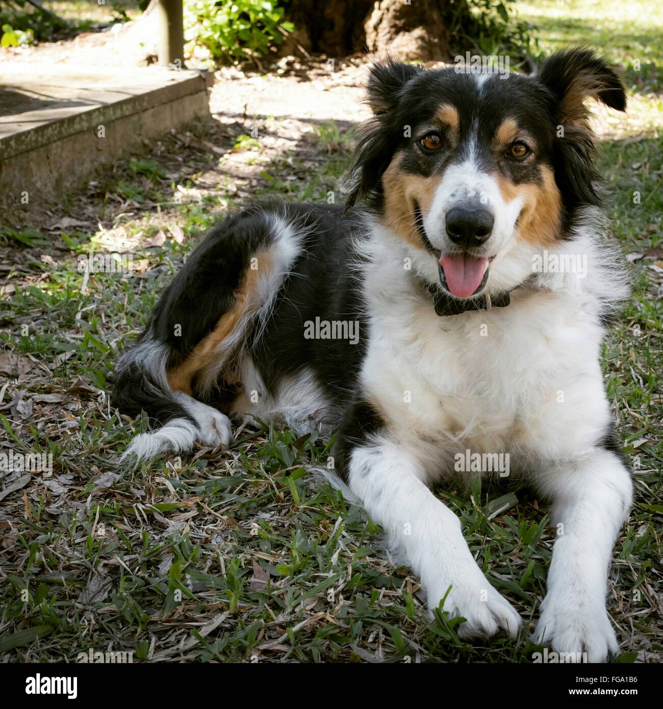Man and border collie hi-res stock photography and images - Alamy