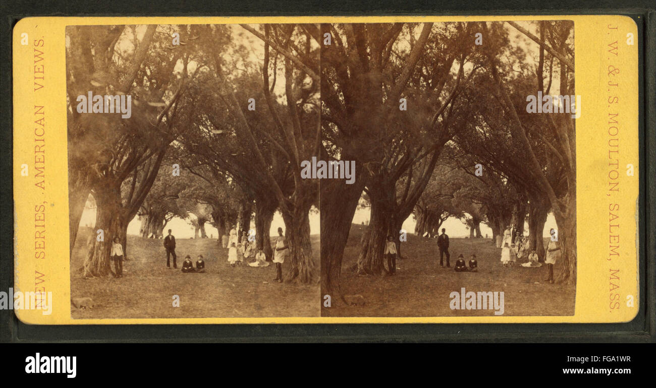 'Willows' by J.W. & J.S. Moulton is an iconic vintage photograph ...
