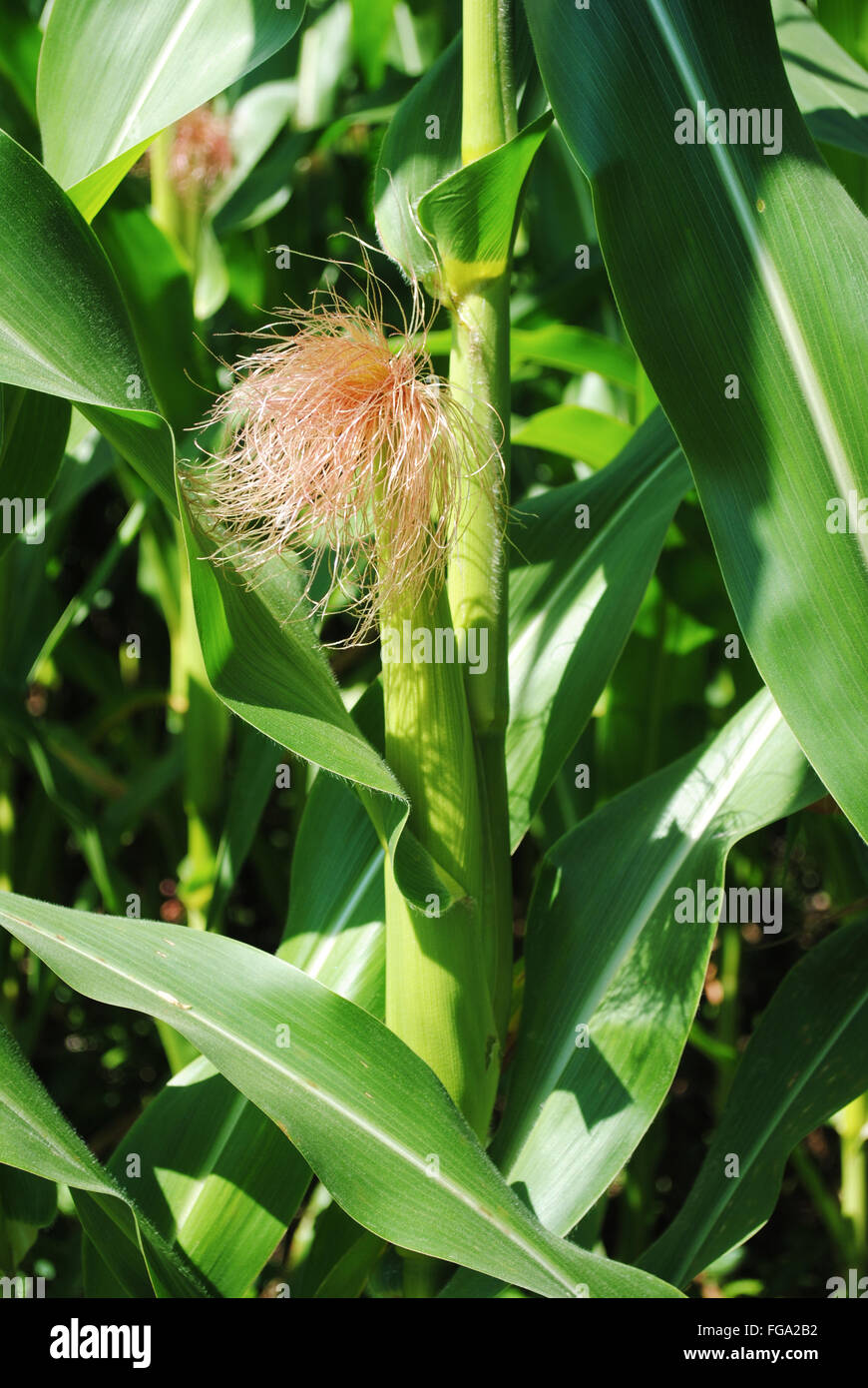 Close-Up of a Corn Cob Growing in a Corn Field Stock Photo - Alamy