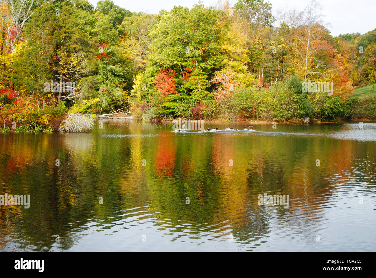 Clear colorful reflection on autumn hi-res stock photography and images ...