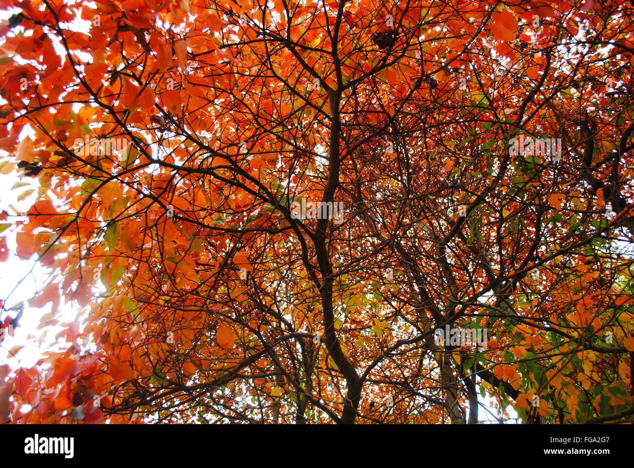 Looking Up Into a Large Tree During the Fall Season Stock Photo - Alamy